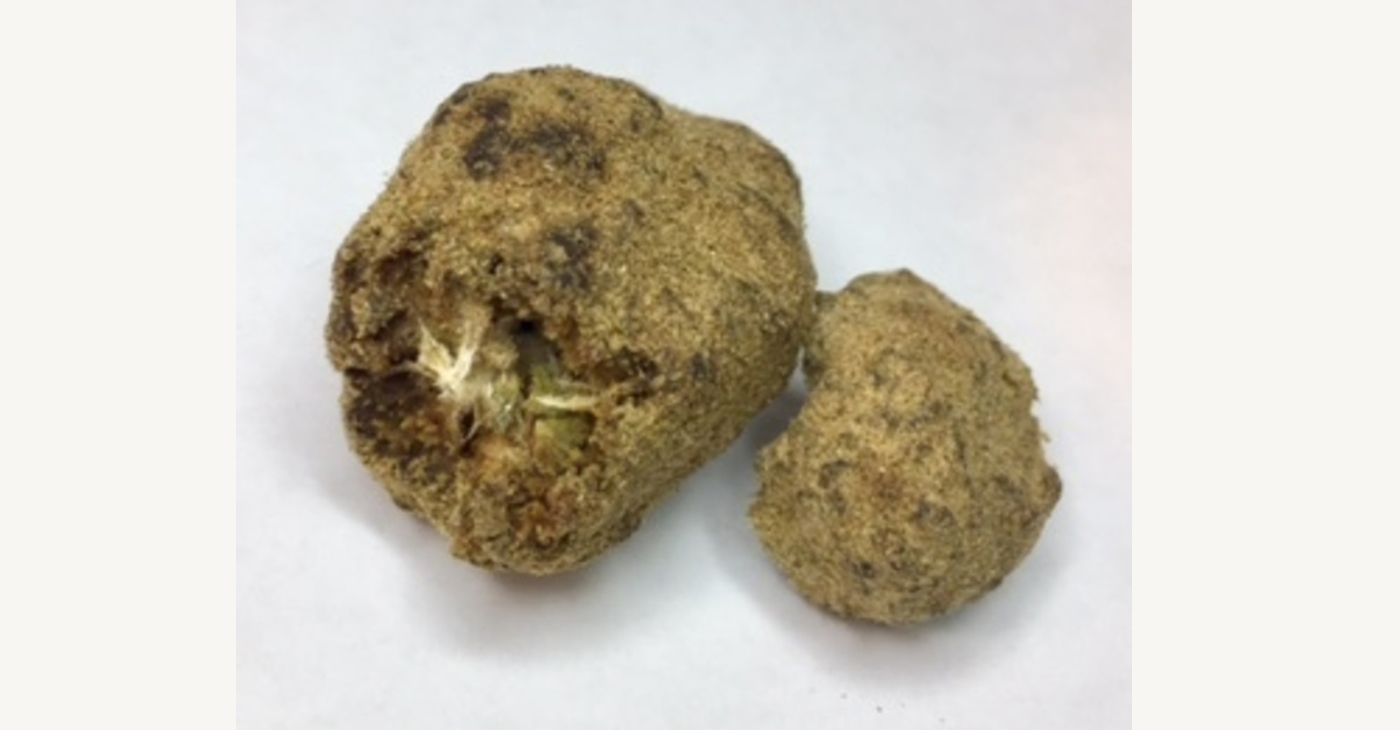 Moon Rocks